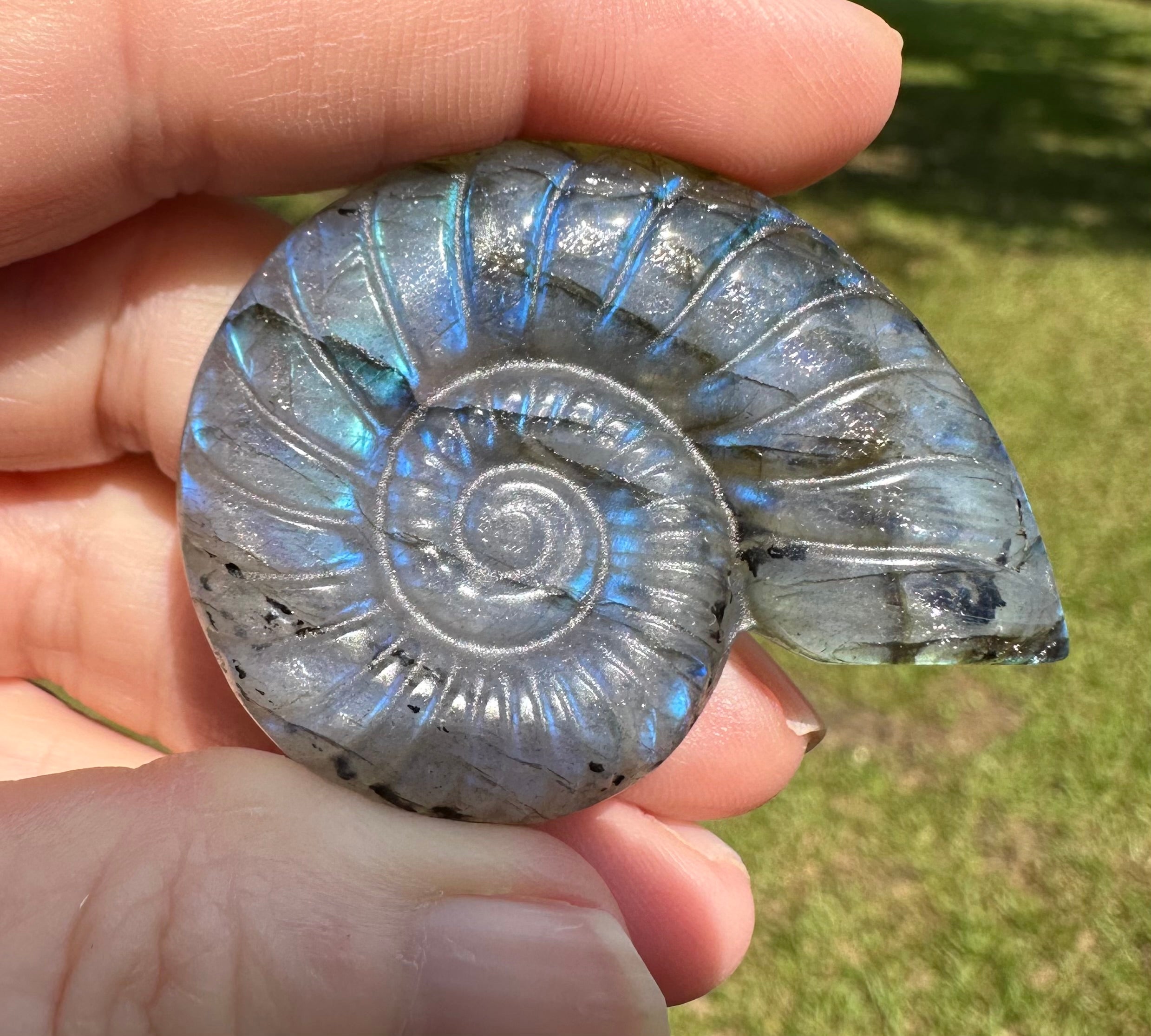 Labradorite Ammonite Carving with Case – Gems & Minerals Rock Shop