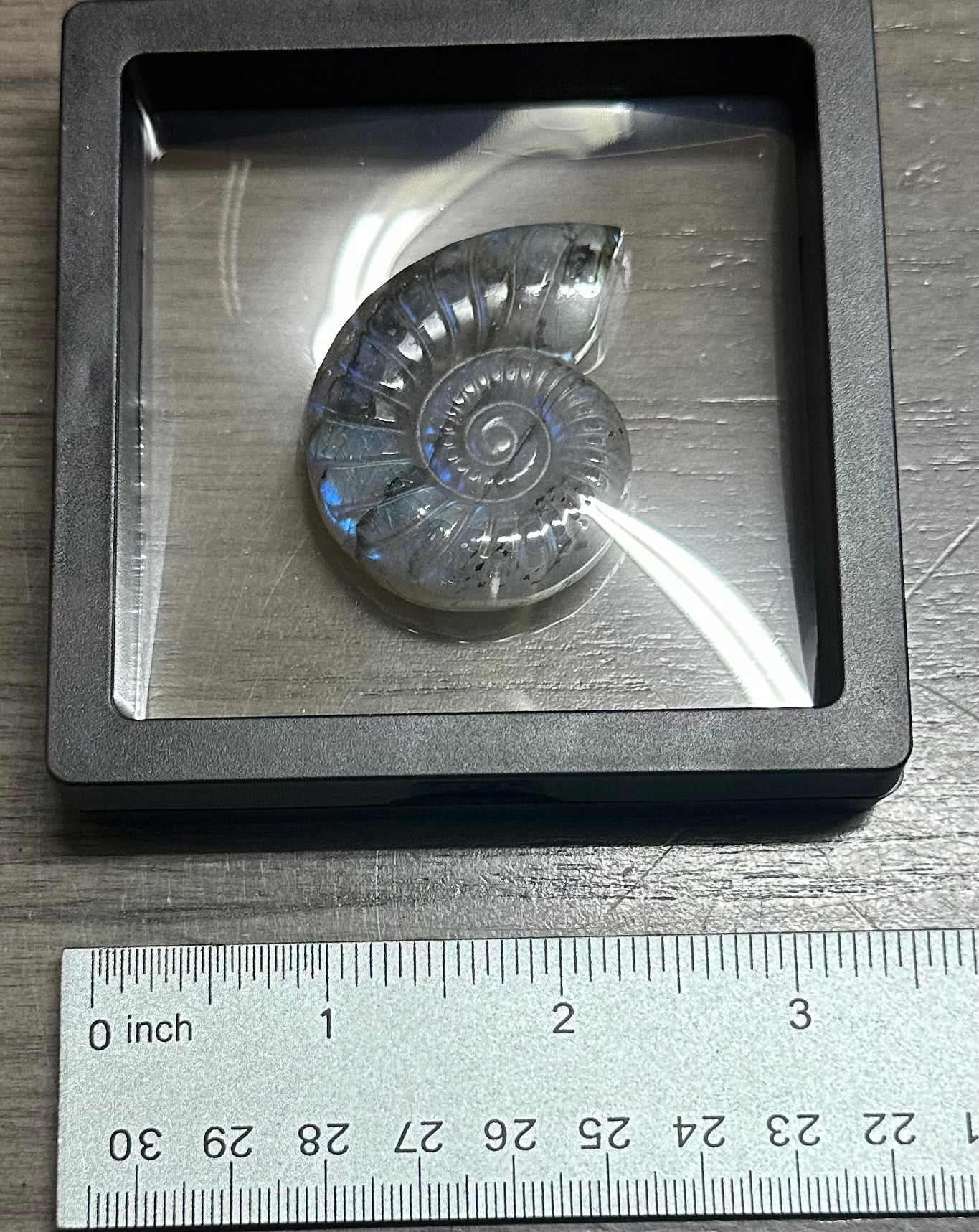 Labradorite Ammonite Carving with Case – Gems & Minerals Rock Shop