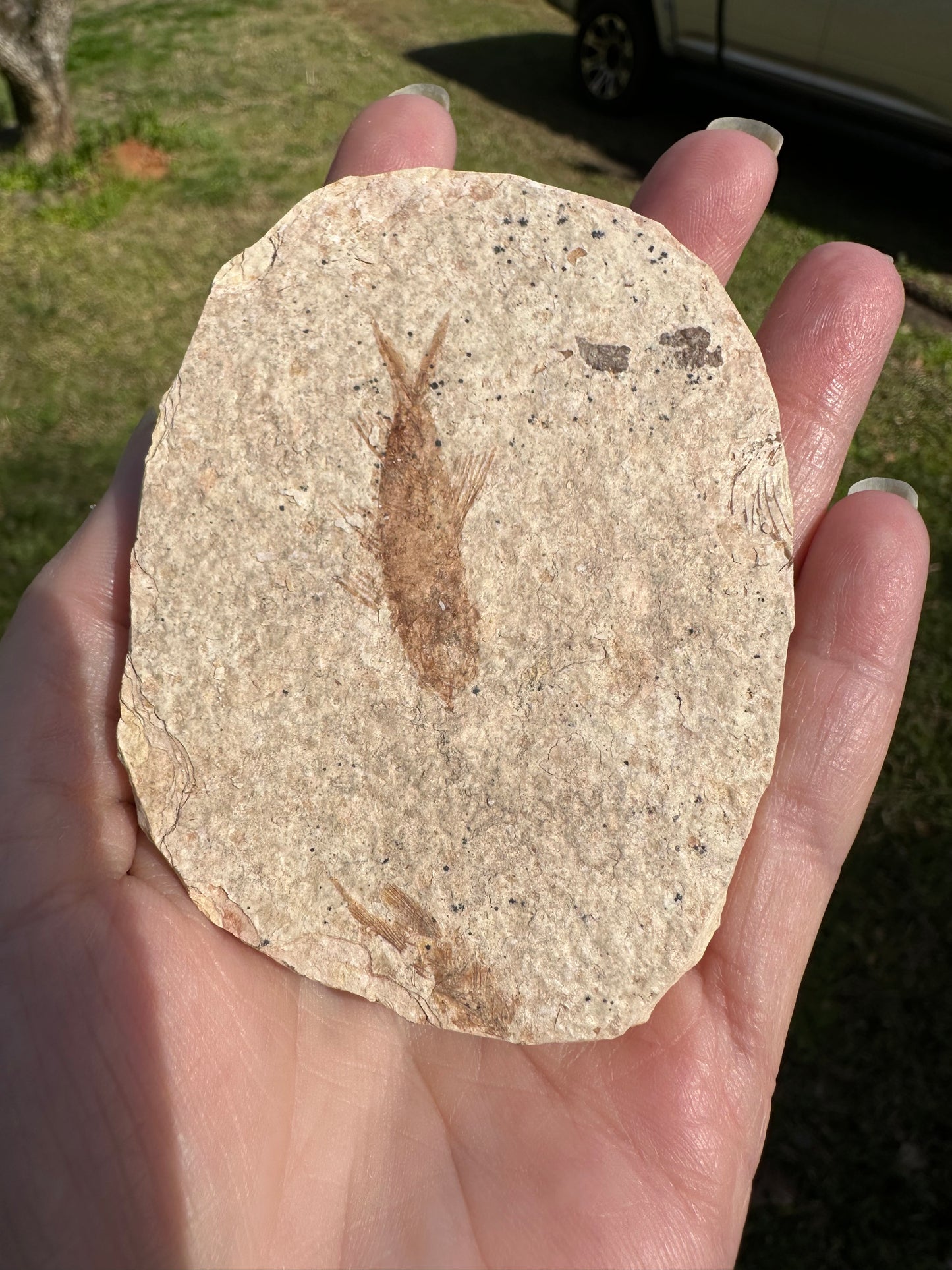 Fossil Fish, Eocene, Green River, Kemmerer, WY – Gems & Minerals Rock Shop