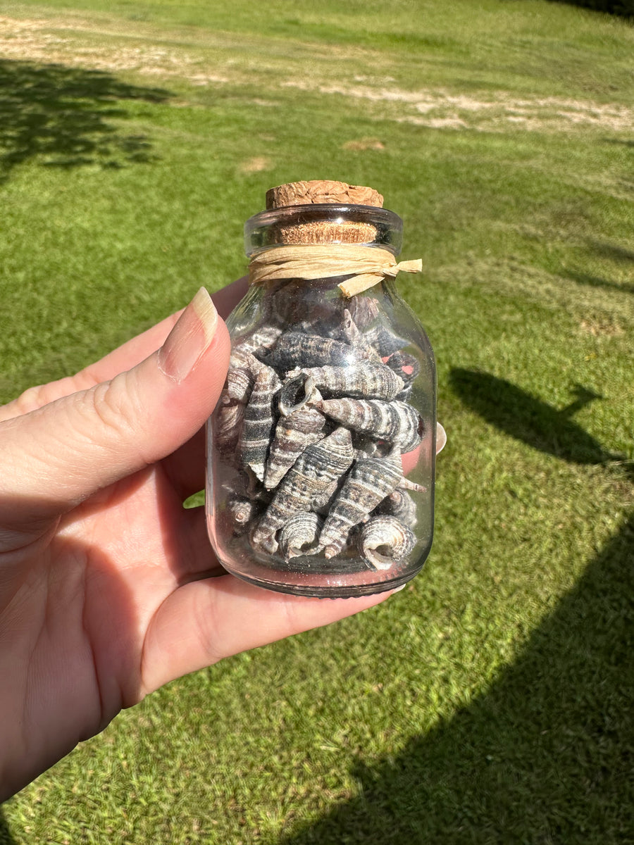 Glass Jar with Shells #3| Gems & Minerals Rock